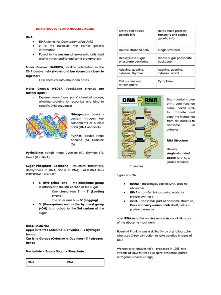 Dna Structure and Nucleic Acids | PDF | Dna | Rna