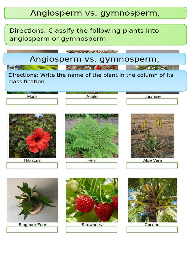 Angiosperm and Gymnosperm Classification | PDF