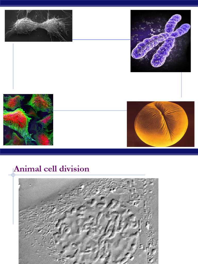 Understanding Cell Division: Mitosis & Meiosis | PDF | Meiosis | Mitosis