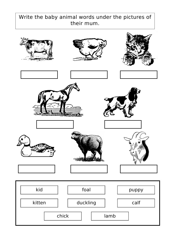Baby Animals Vocabulary Worksheet | PDF