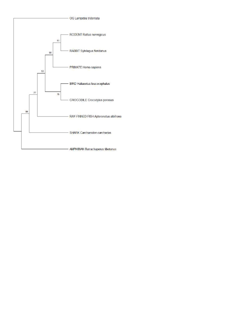 Phylogenetic Tree (Lab 1) | PDF