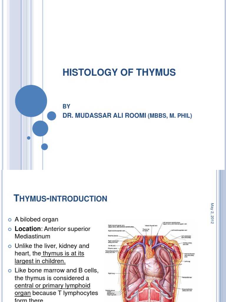 Thymus Histology