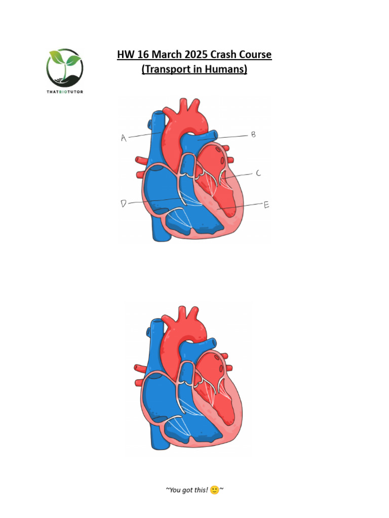 Human Heart Transport Mechanisms Explained | PDF