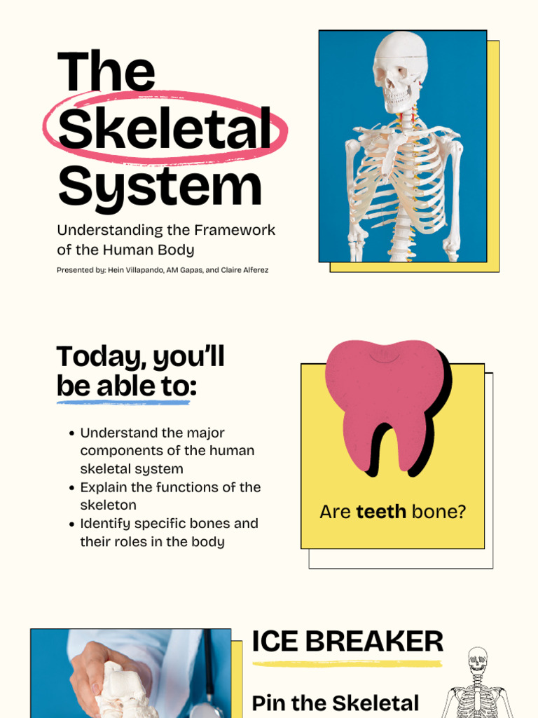 Skeletal System Anatomy Overview | PDF | Bone | Skeleton