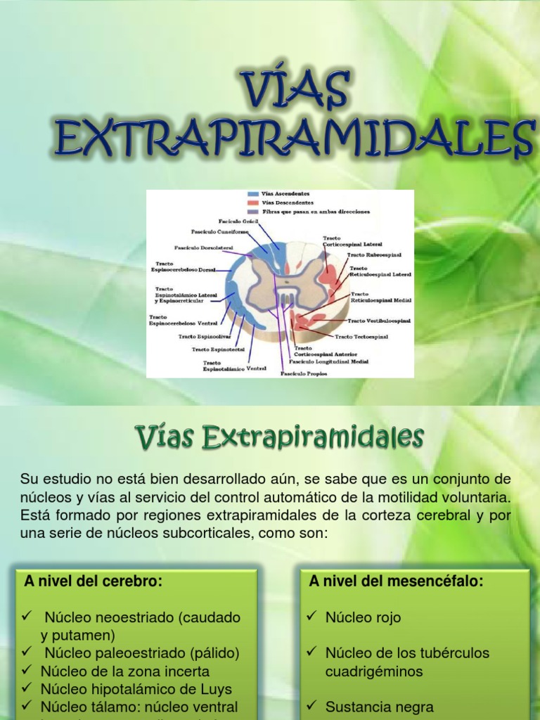Vias Extrapiramidales | PDF | Corteza cerebral | Neurobiología