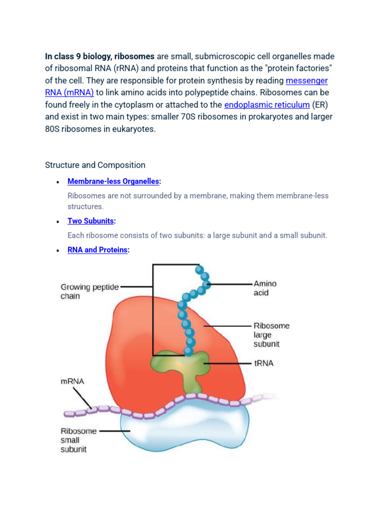 Ribosomes and Cell Division Class 9th Notrs | PDF | Ribosome | Translation (Biology)