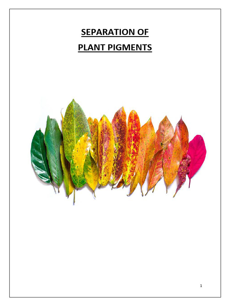 Separation of Pigments | PDF | Chromatography | Plants