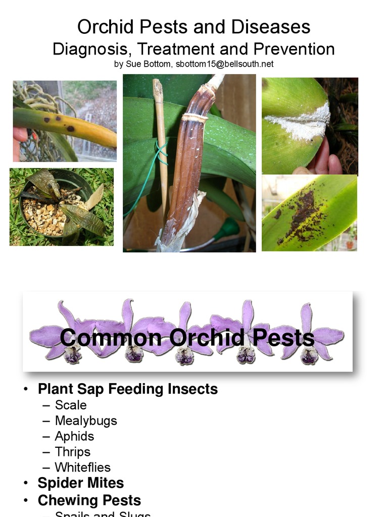 Orchid Pests and Diseases by Sue Bottom | Infection | Medical