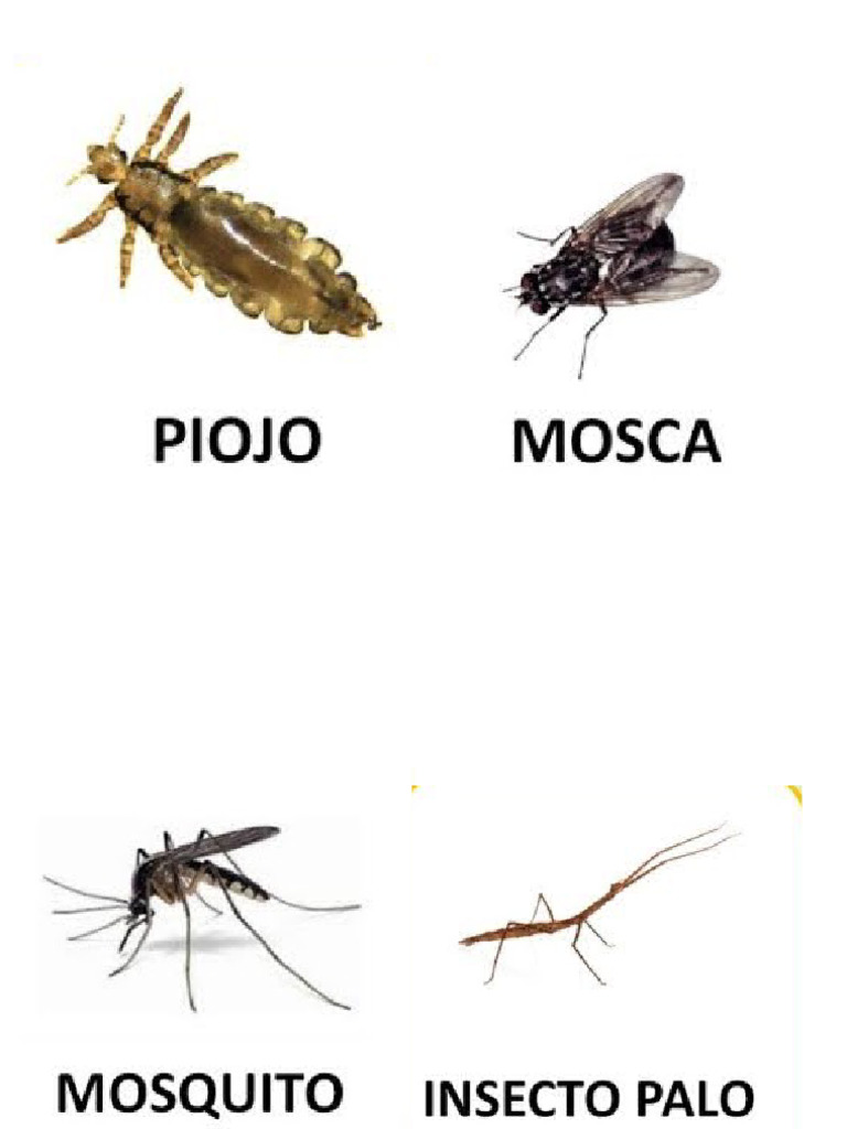 Insecto S | PDF