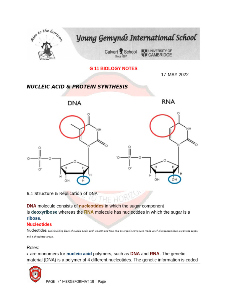 G 11 Biology Nucleic Acids & Protein Synthesis 17 May 2022 | PDF ...