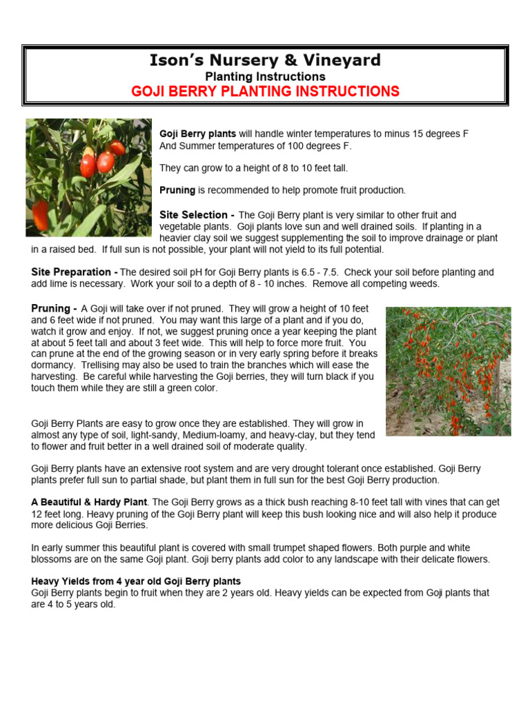 Goji Berry Planting Guide & Benefits | PDF | Berry | Pruning