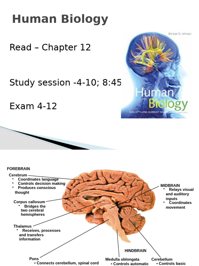 Human Biology: Nervous System Overview | PDF | Taste | Senses