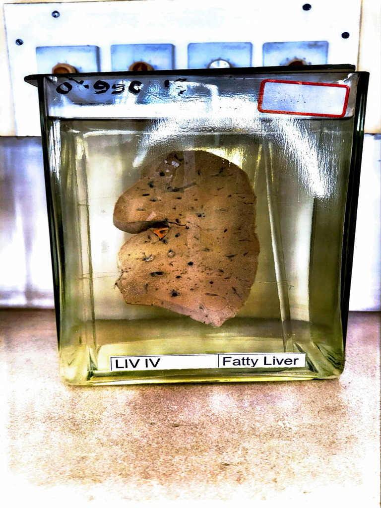 Specimens 2nd Internals | PDF