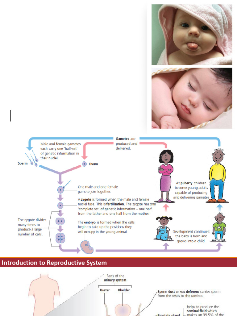 18 Reproduction in Humans | PDF | Ovary | Menstrual Cycle