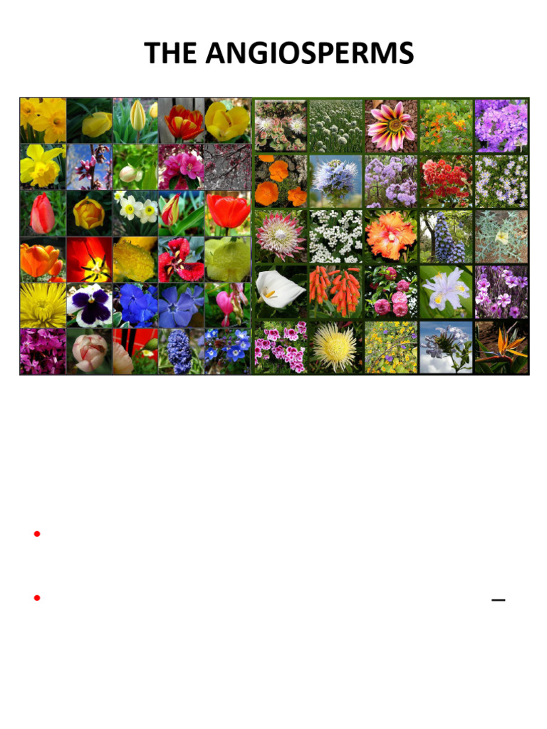 Life Cycle of Angiosperms Explained | PDF | Flowers | Fertilisation