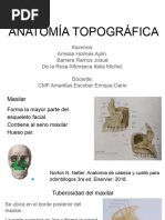 Cavidad Orbitaria, Pterigoidea, Tempora, Fosas Nasales, Pterigomaxilar ...