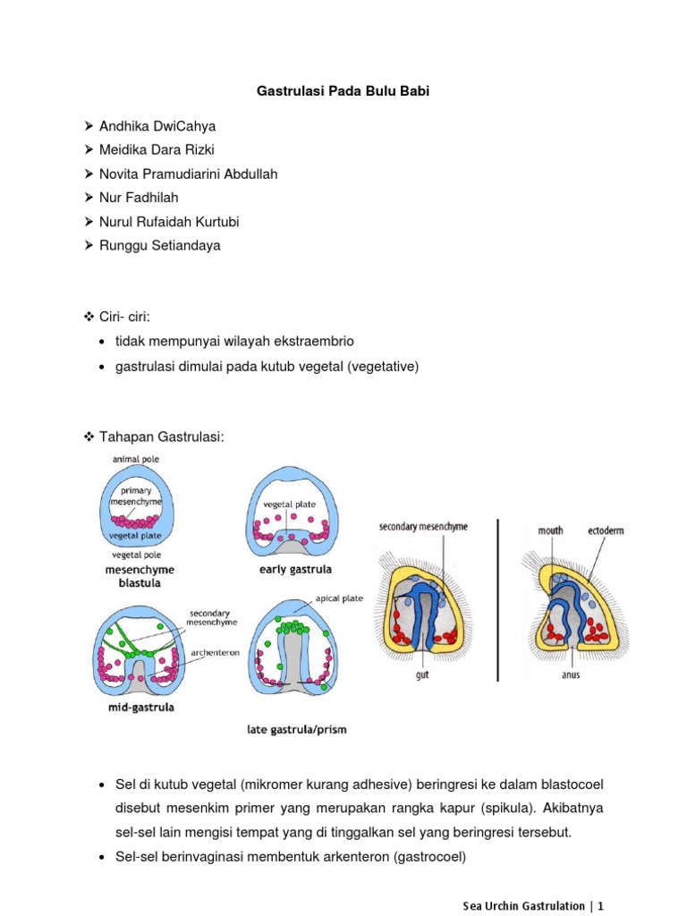 Sea Urchin Gastrulation | PDF