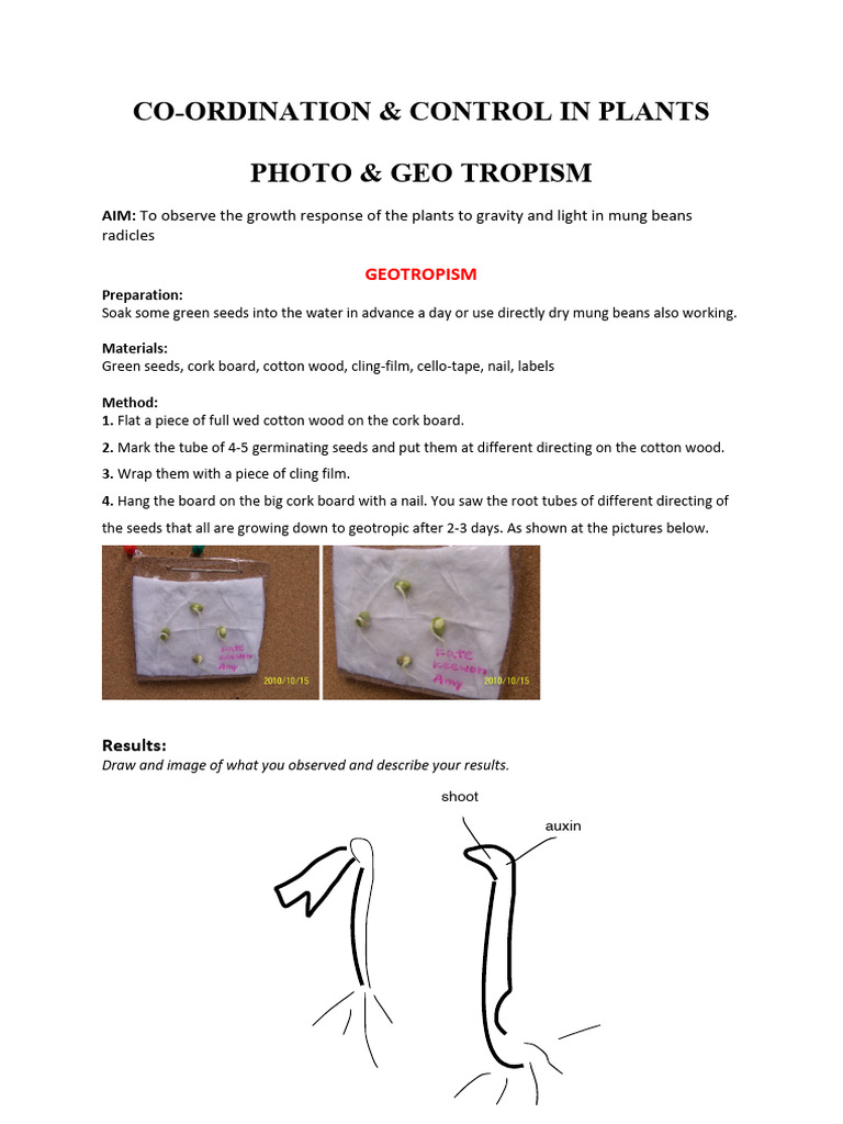 Plant Tropism Experiment Guide | PDF | Auxin | Botany