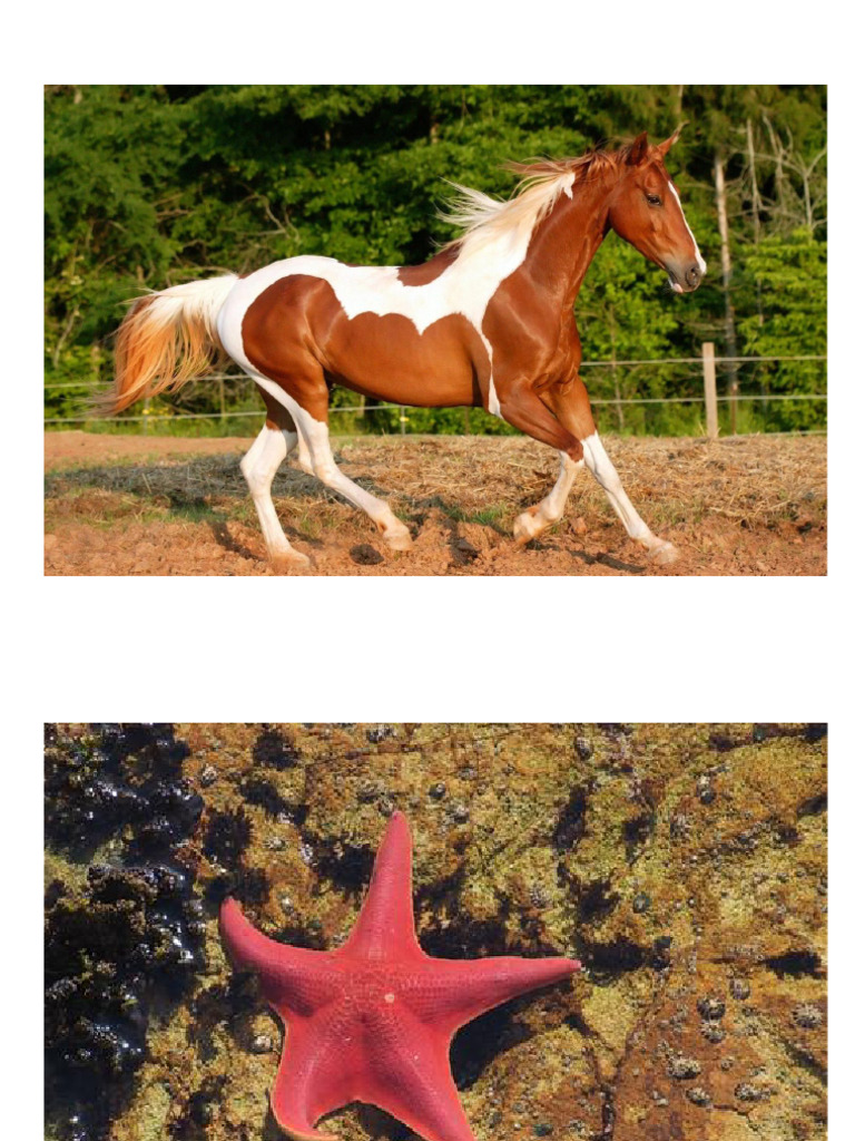 Animales Mario Gamboa | PDF