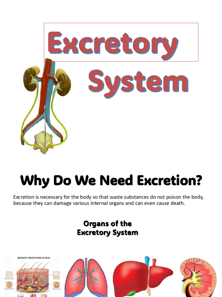 Excretory System | PDF | Kidney | Skin