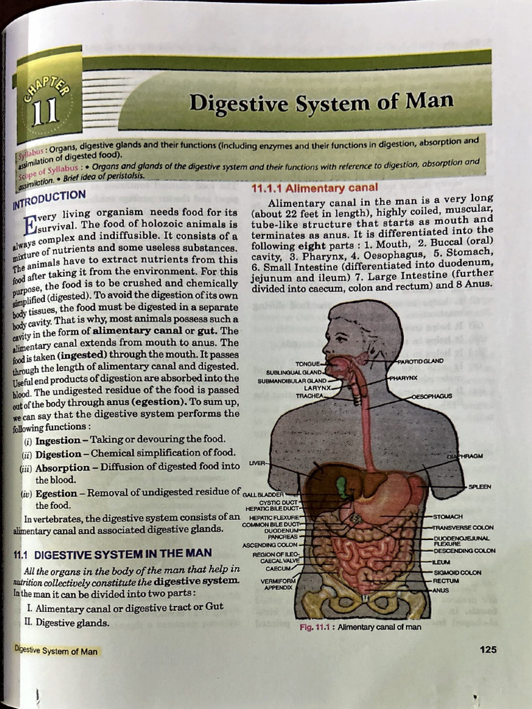 Candid CH 11 Digestive System of Man | PDF