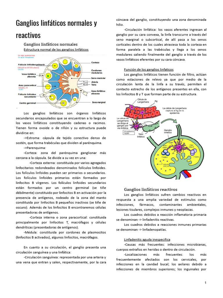 Ganglios Linfáticos: Estructura y Reacción | PDF | Ganglio linfático ...
