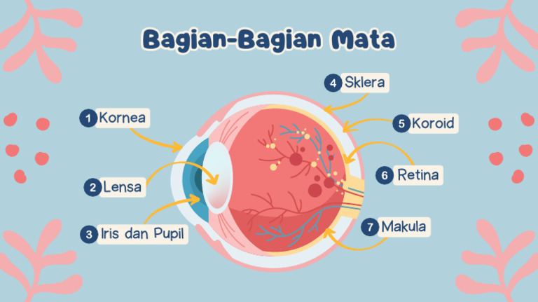 Bagian-Bagian Pada Mata | PDF
