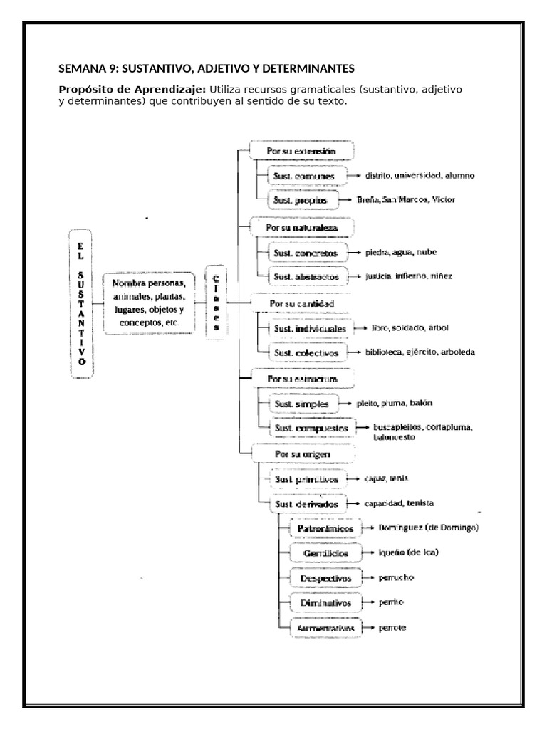 Semana 9 Teoría Sustantivo, Adjetivo y Determinantes | PDF
