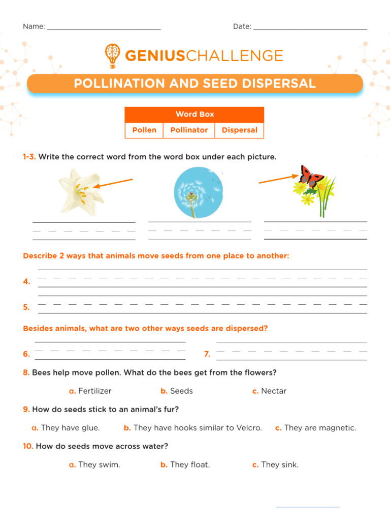 Pollination Seed Dispersal Worksheet | PDF
