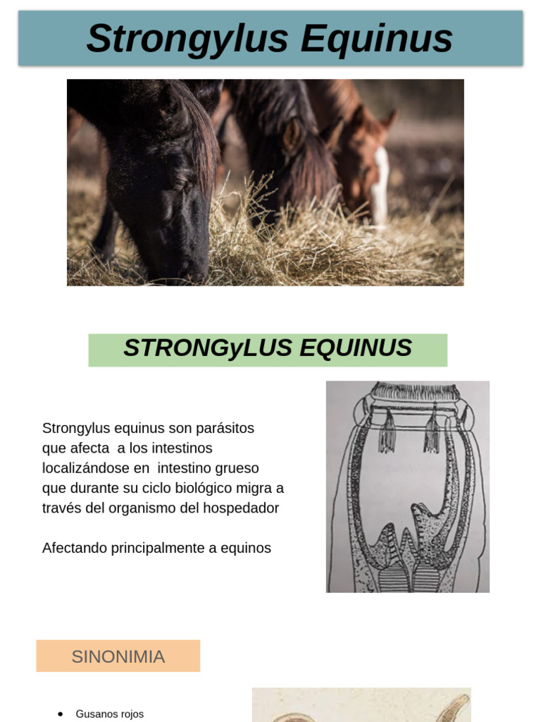 Strongylus Equinus | PDF | Heces | Tracto gastrointestinal