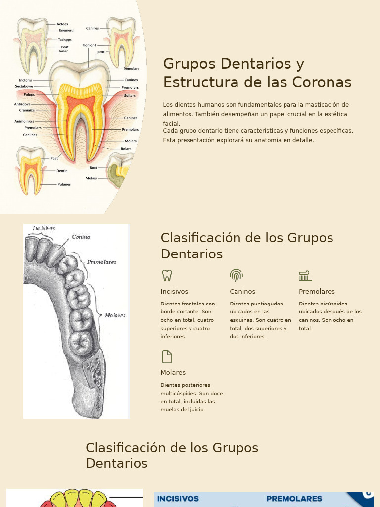 Grupos Dentarios y Estructura de Las Coronas | PDF | Diente | Boca