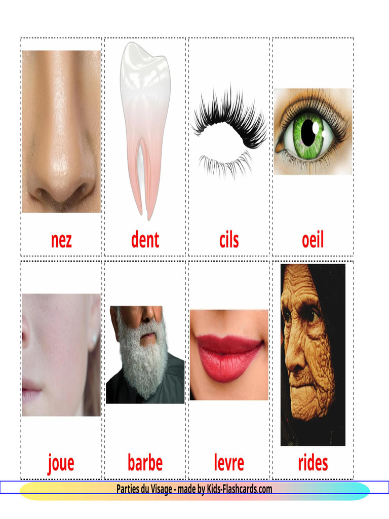 Parties Du Visage 8 A4 | PDF