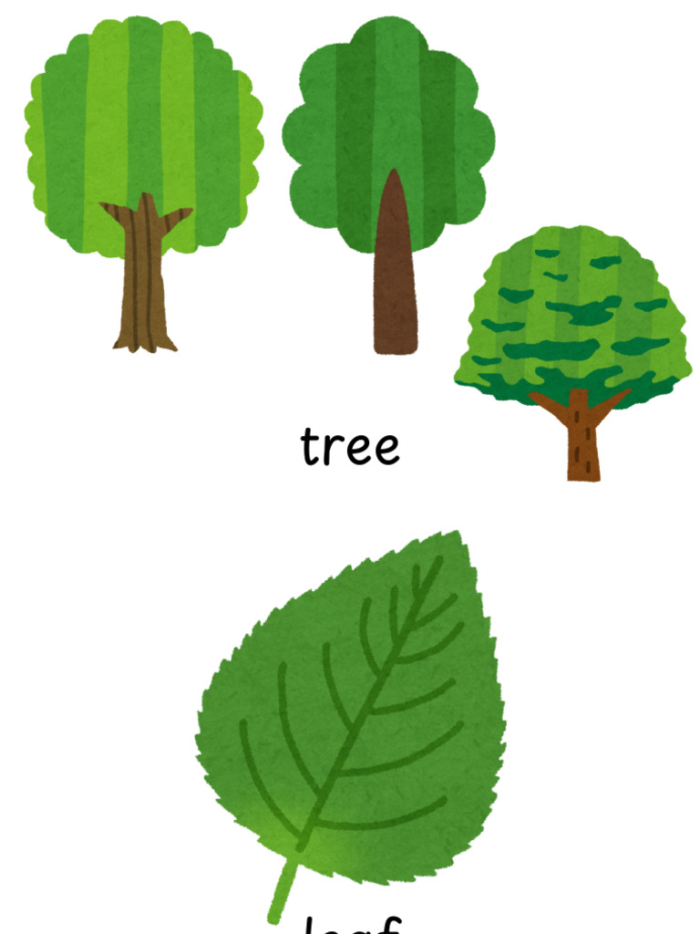 Flashcard Nature | PDF