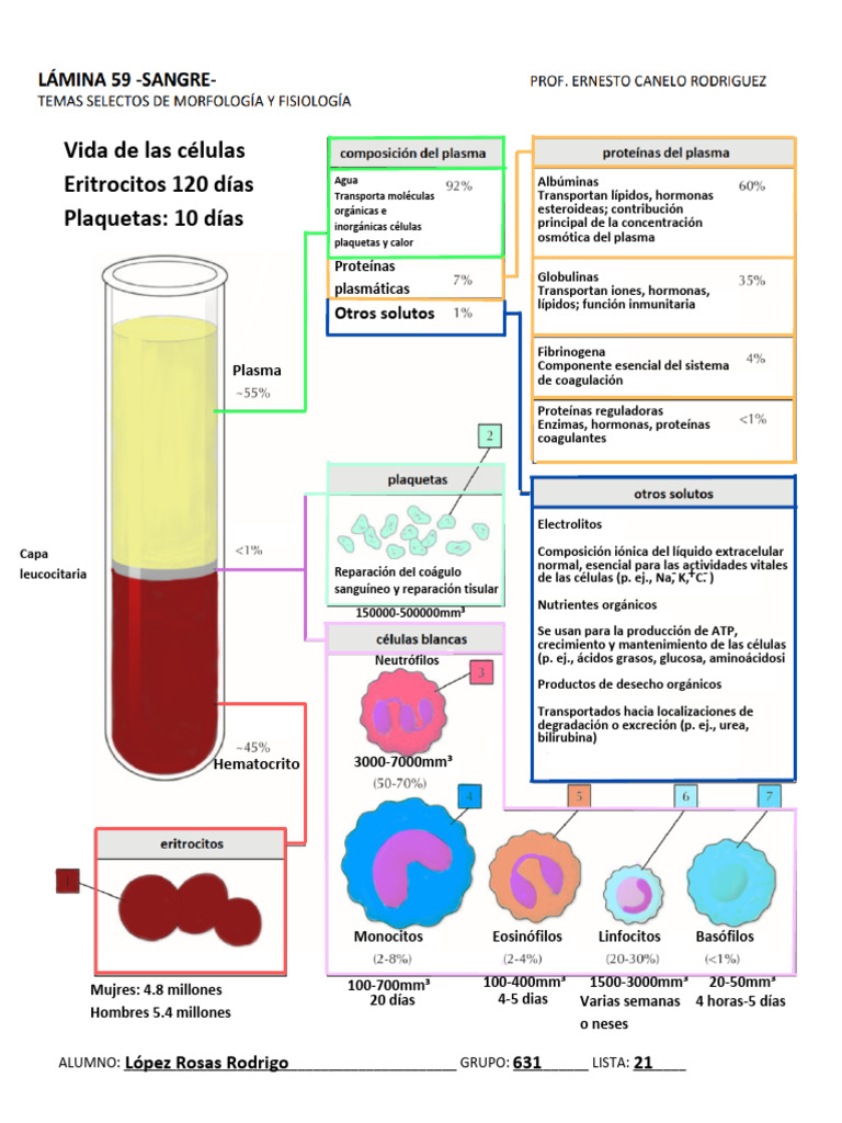 Composición y Función del Plasma Sanguíneo | PDF | Sangre | Anatomía