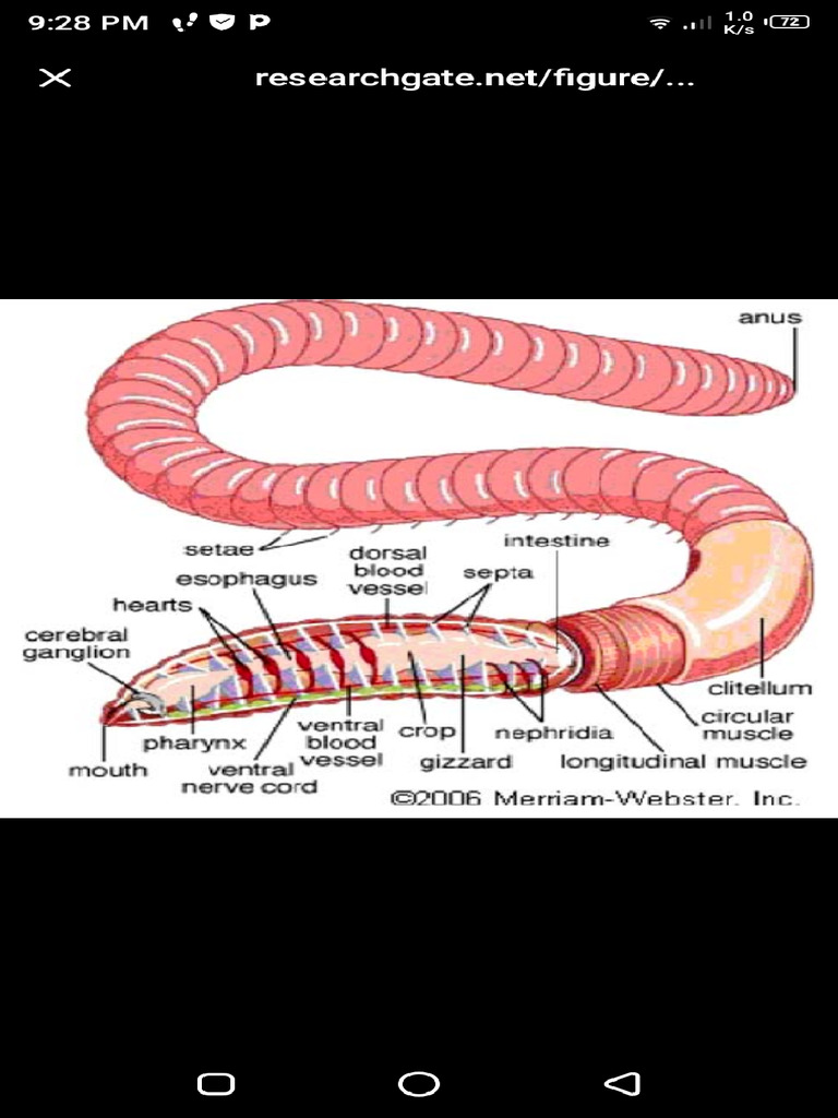 Dissection of Worm | PDF