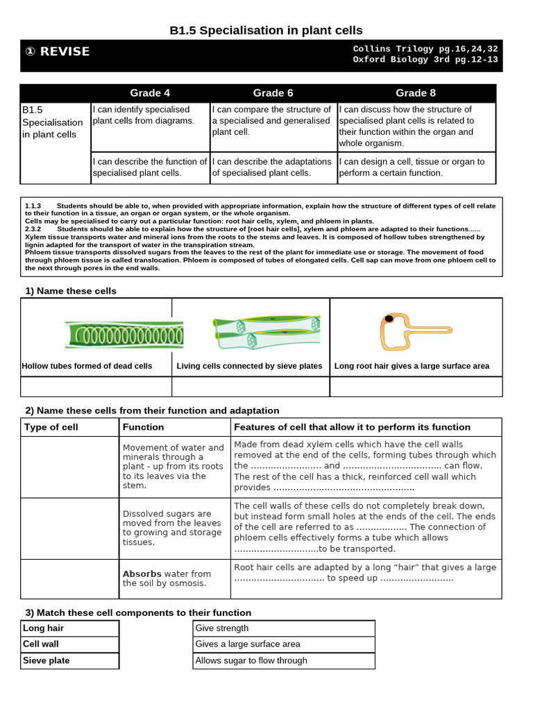 Plant Cell Specialization Overview | PDF | Tissue (Biology ...
