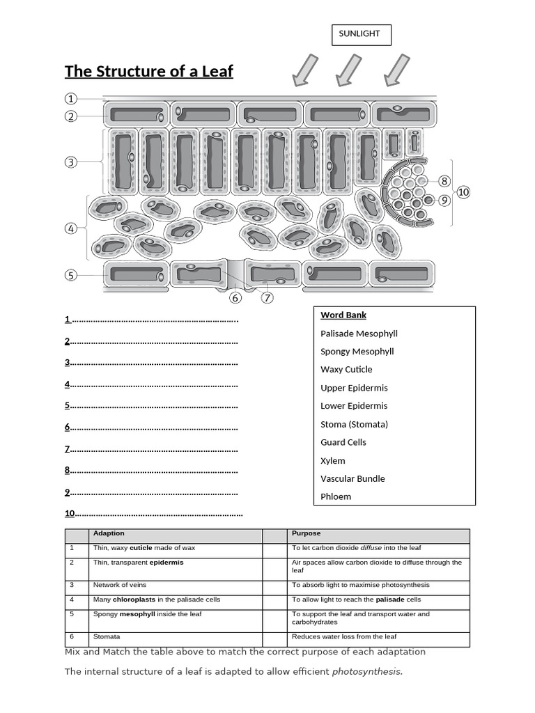 Leaf Structure and Photosynthesis Adaptations | PDF