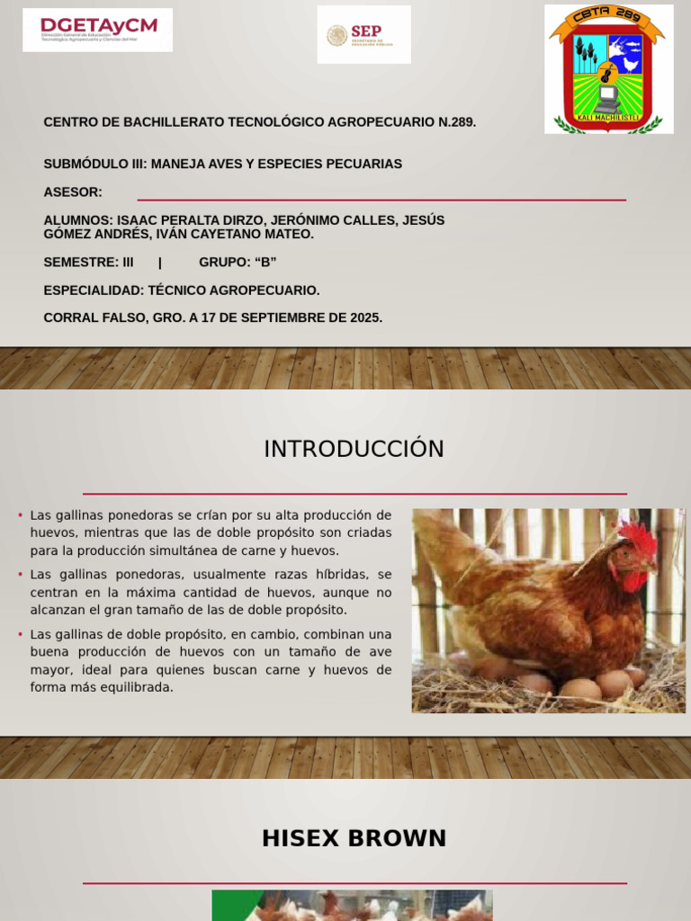 Gallinas Hisex: Producción y Manejo | PDF | Pollo | Aves