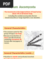 Septate Hyphae in Fungi Explained | PDF | Fungus | Organisms