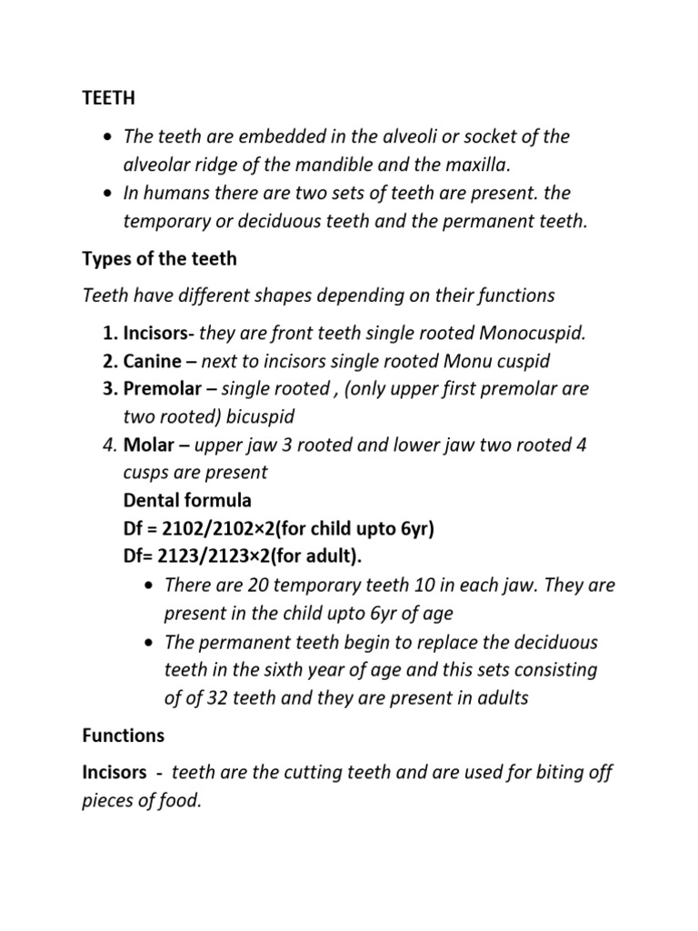 Anatomy and Functions of Human Teeth | PDF
