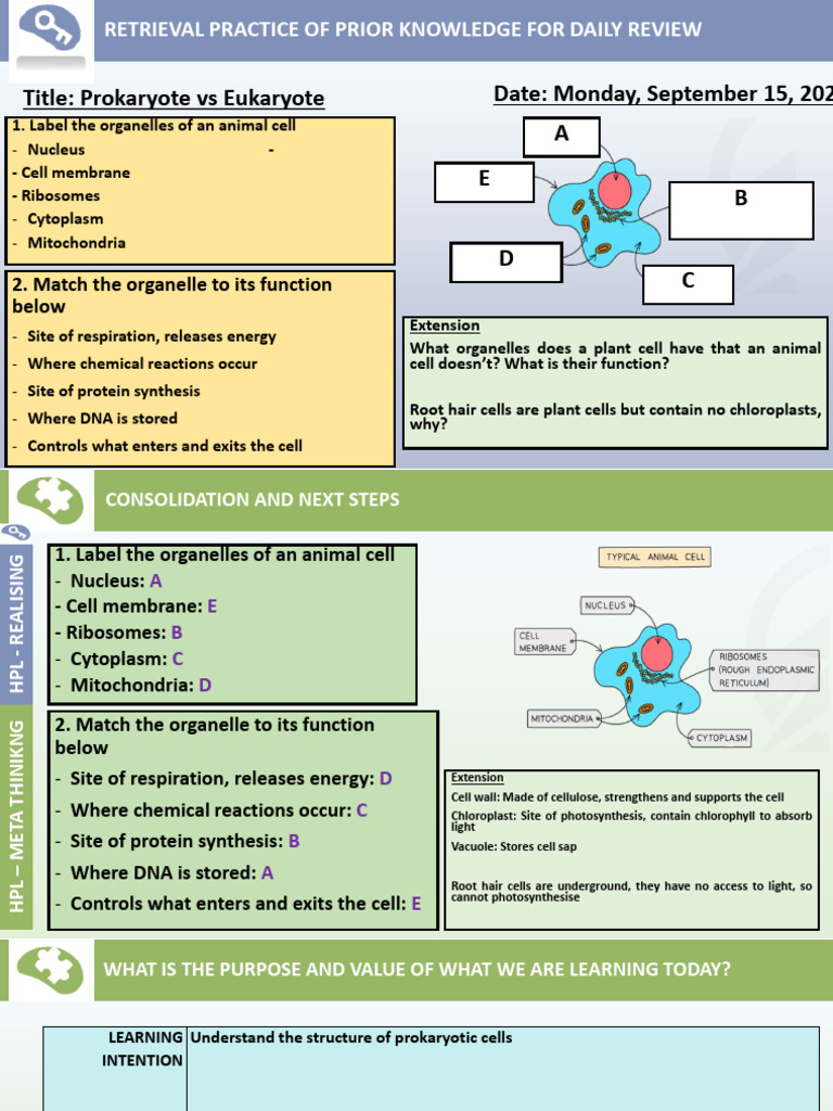 Prokaryote vs Eukaryote Cell Structures | PDF | Cell (Biology) | Organelle