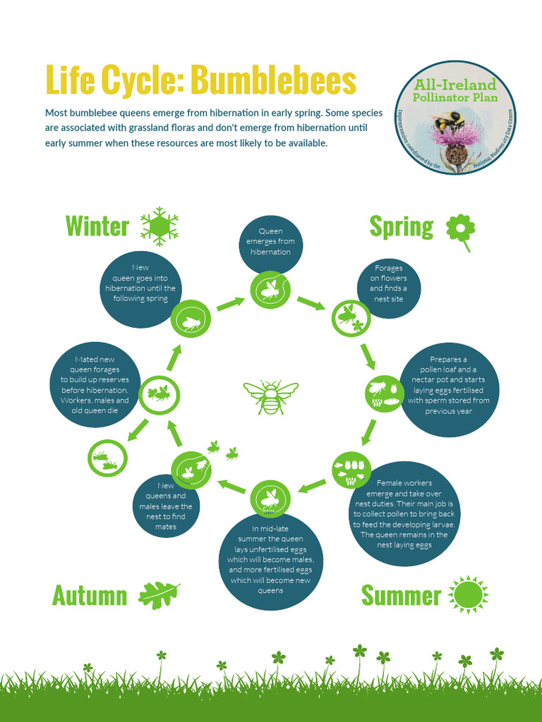 Life-Cycle-Bumblebee Highres Infographic | PDF | Bumblebee | Fertilisation