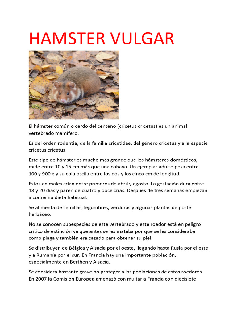Hamster Común | PDF