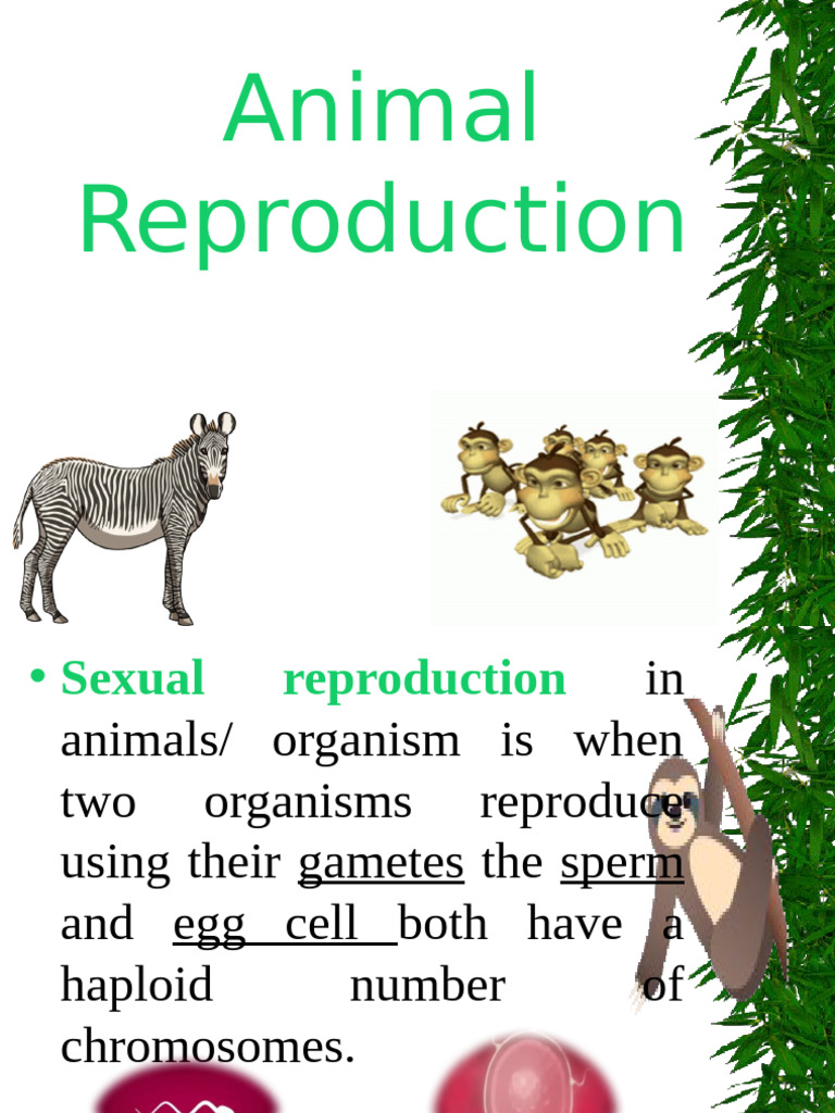 Animal Reproduction 1 | PDF