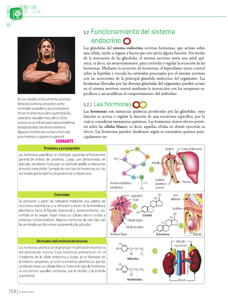 Hormonas Hidrosolubles en Biología | PDF | Hormona | Sistema endocrino