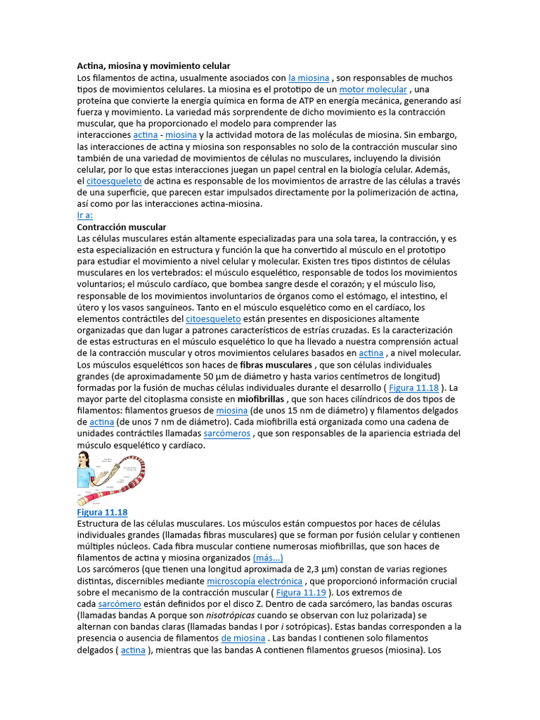 Apuntes - Actina | PDF | Músculo | Actina
