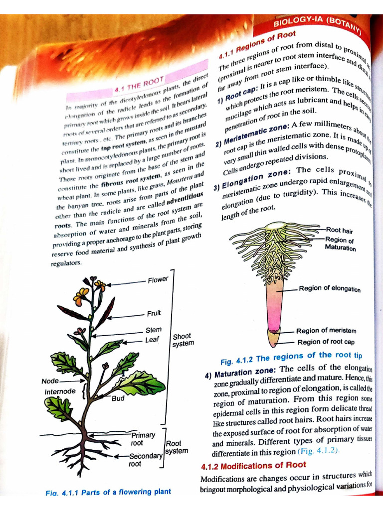 Modifications of Plant Parts-Varsity | PDF