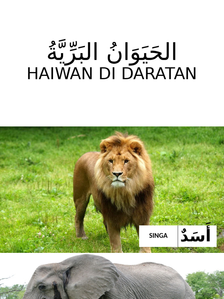 Haiwan Di Daratan | PDF