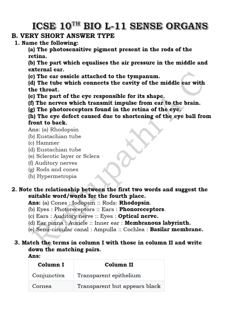 Human Eye and Ear Anatomy Quiz | PDF | Ear | Eye