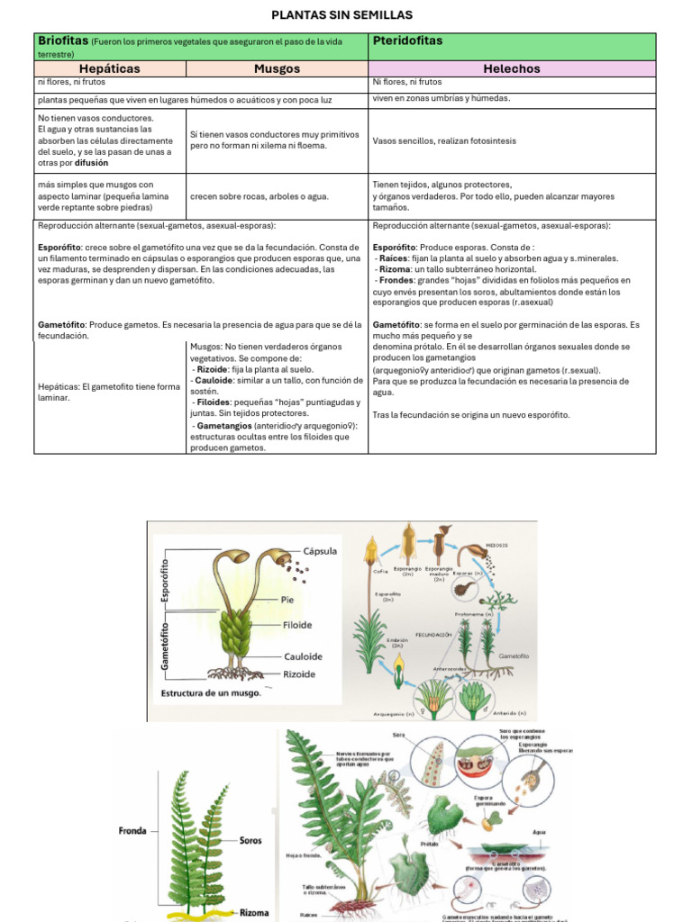Tipos de Plantas Sin Semillas | PDF | Plantas | Botánica